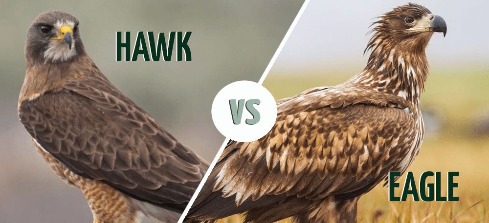 Hawk and Eagle – Short stories for kids